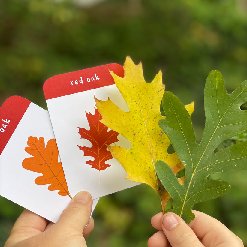 Autumn Leaf Identification Cards – Get the Kids Outside