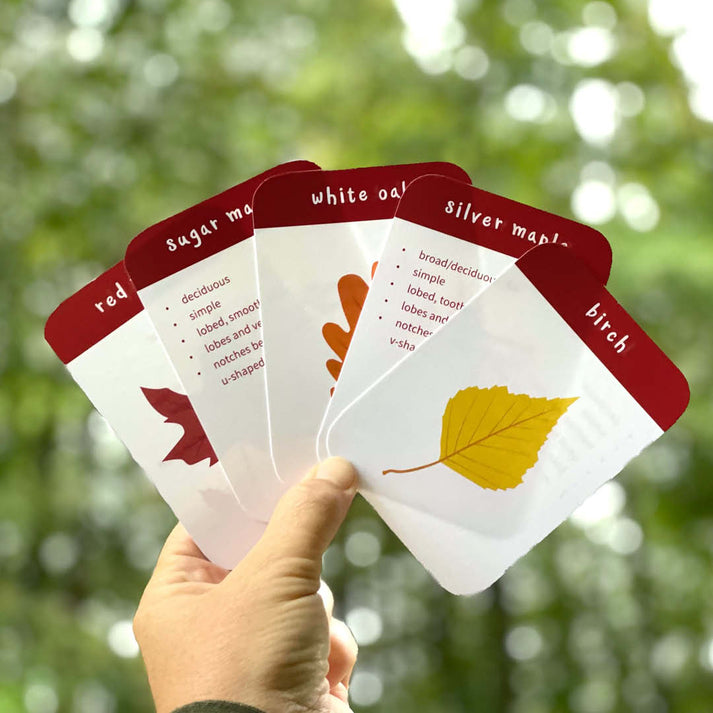 Autumn Leaf Identification Cards – Get the Kids Outside