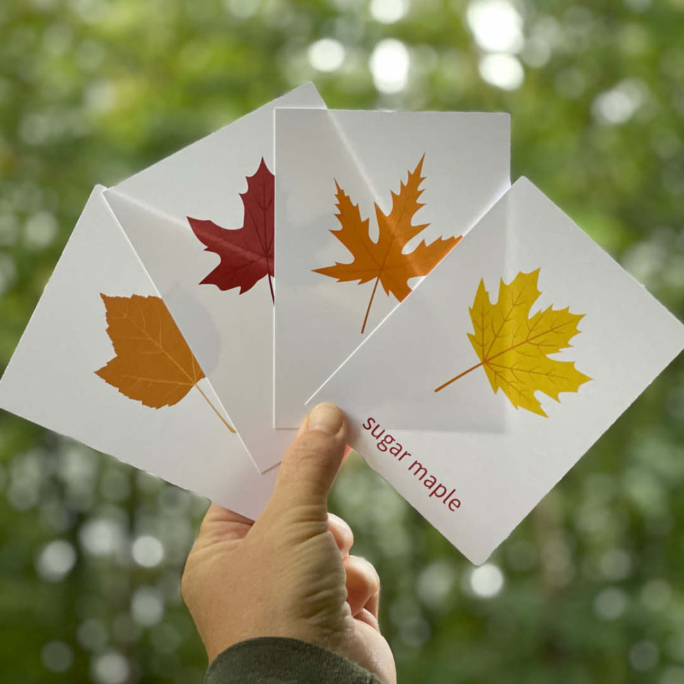 Autumn Leaf Identification Cards – Get the Kids Outside