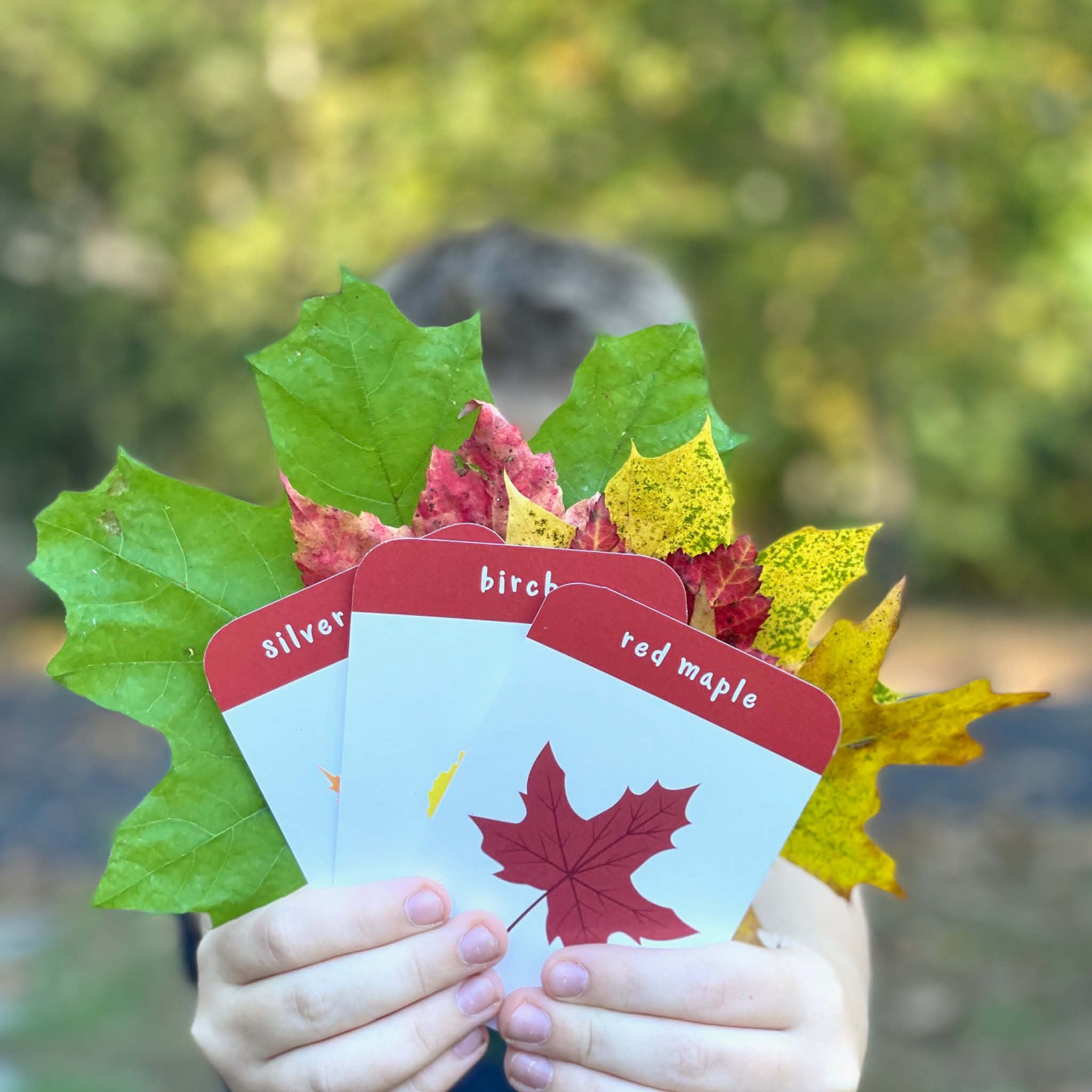 Autumn Leaf Identification Cards – Get the Kids Outside