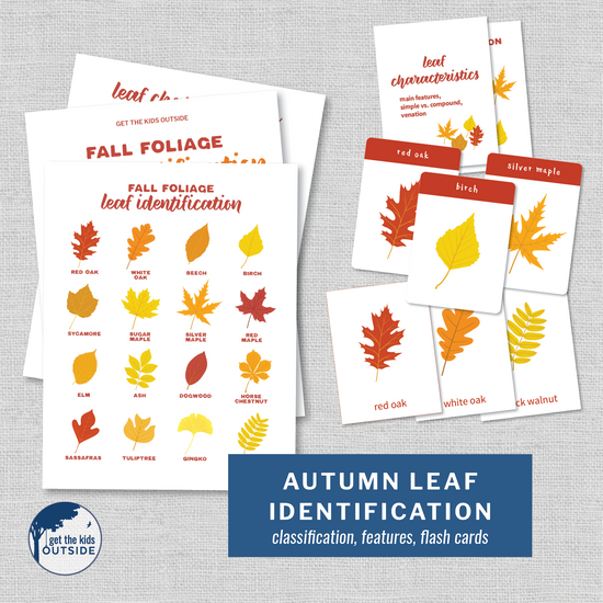 Autumn Leaf Identification Cards – Get the Kids Outside