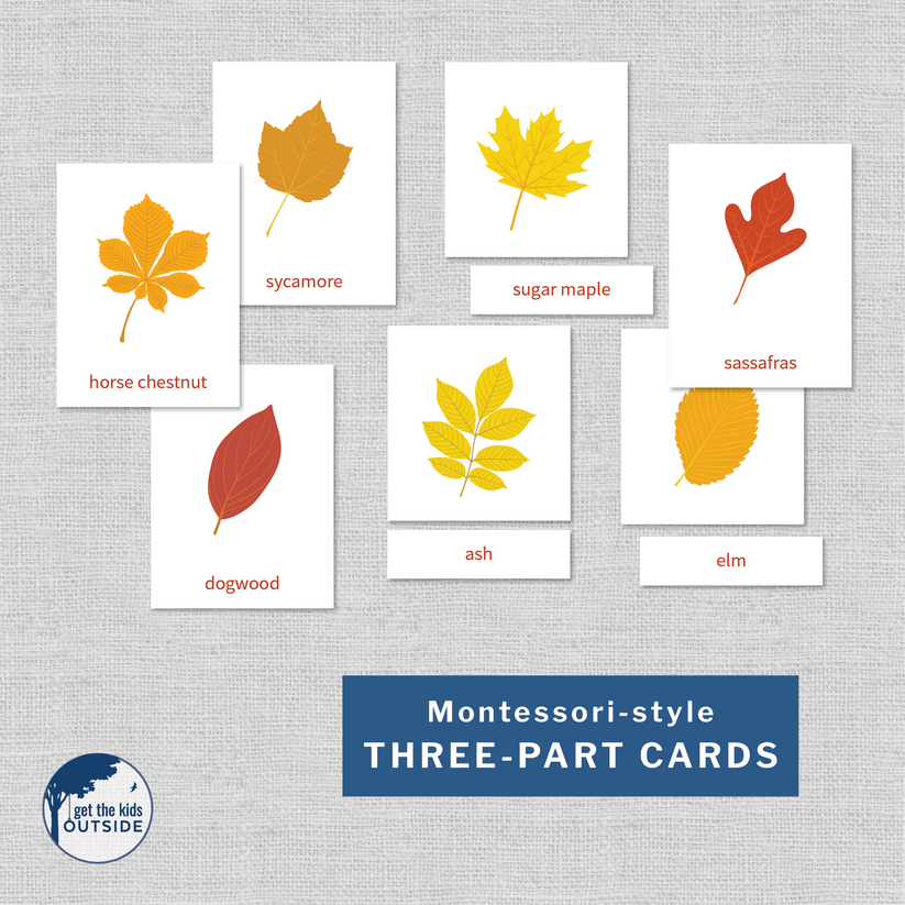 Autumn Leaf Identification Cards – Get the Kids Outside
